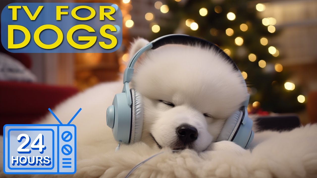 Dog Music - Soothe Dog's Anxiety: DOG TV | Deep Separation Anxiety ...