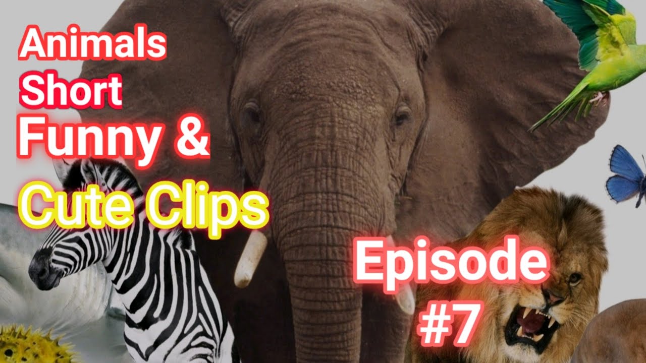 Animals Life || Episode #7 || cute short clips. - YouTube