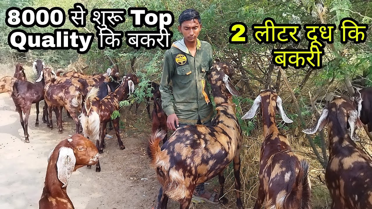 Start earning money with Goat trading in Goats - YouTube