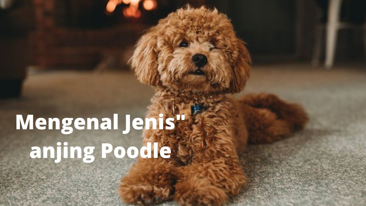 Anjing Poodle- Mengenal jenis jenis anjing Poodle - YouTube