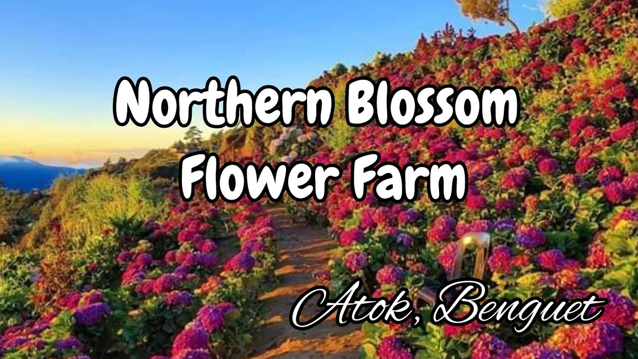 Northern Blossom Flower Farm, Atok, Benguet - YouTube