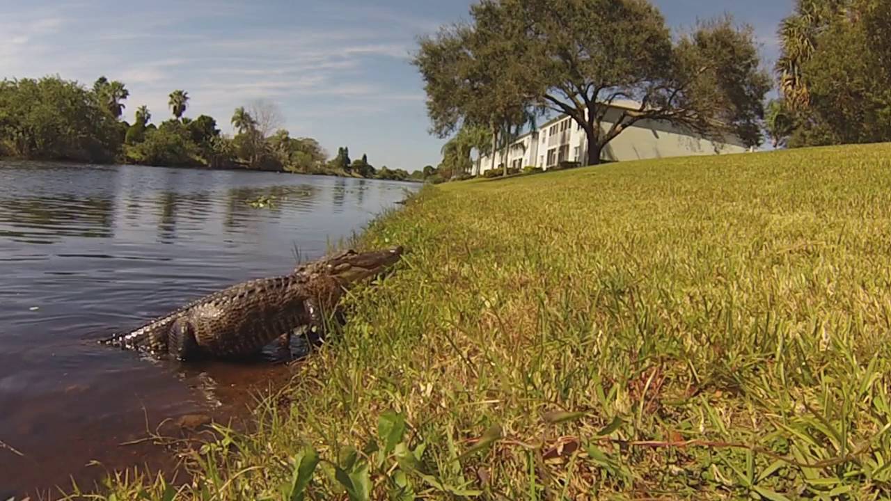 Alligator Gregory, North Port - YouTube