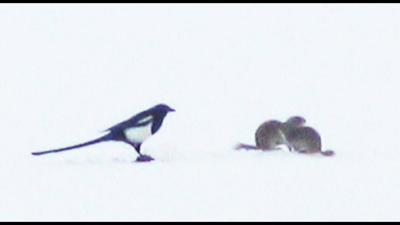 Two Gopher's One Magpie - YouTube