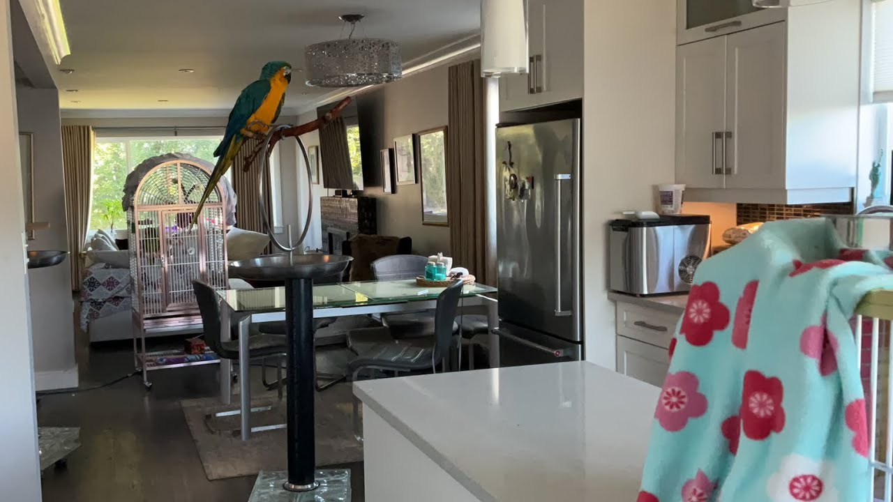 Lucky Lou Coco Too Videos of our Crazy Parrot House Live - YouTube