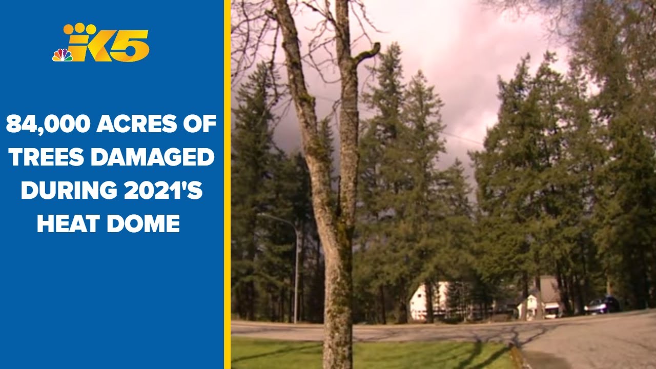 84,000 acres of trees damaged during heat dome event in 2021 - YouTube