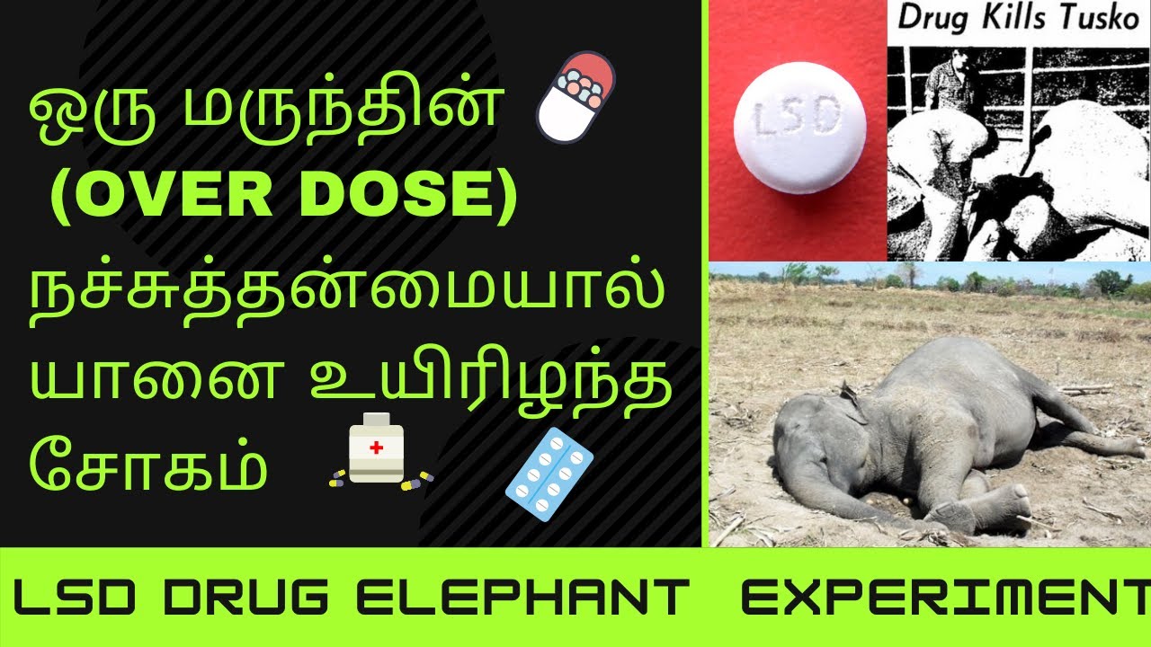 LSD Drug💊 Experiment (Or) Tusko Elephant🐘 Experiment | LSD Drug 💊 ...