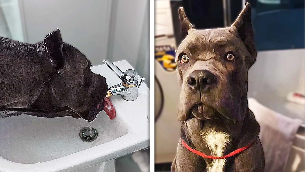 Dog Gets Caught Drinking From Bidet! - YouTube
