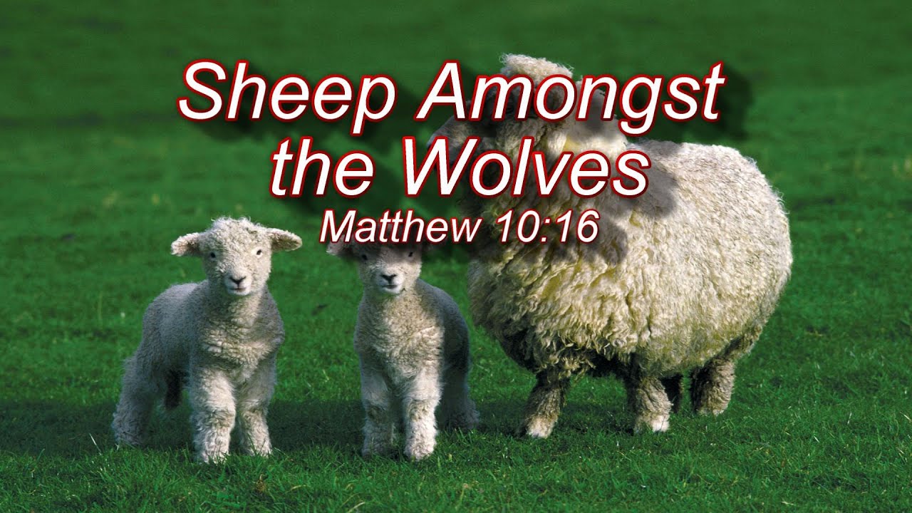 A Sheep Amongst the Wolves (6-28-20) - YouTube