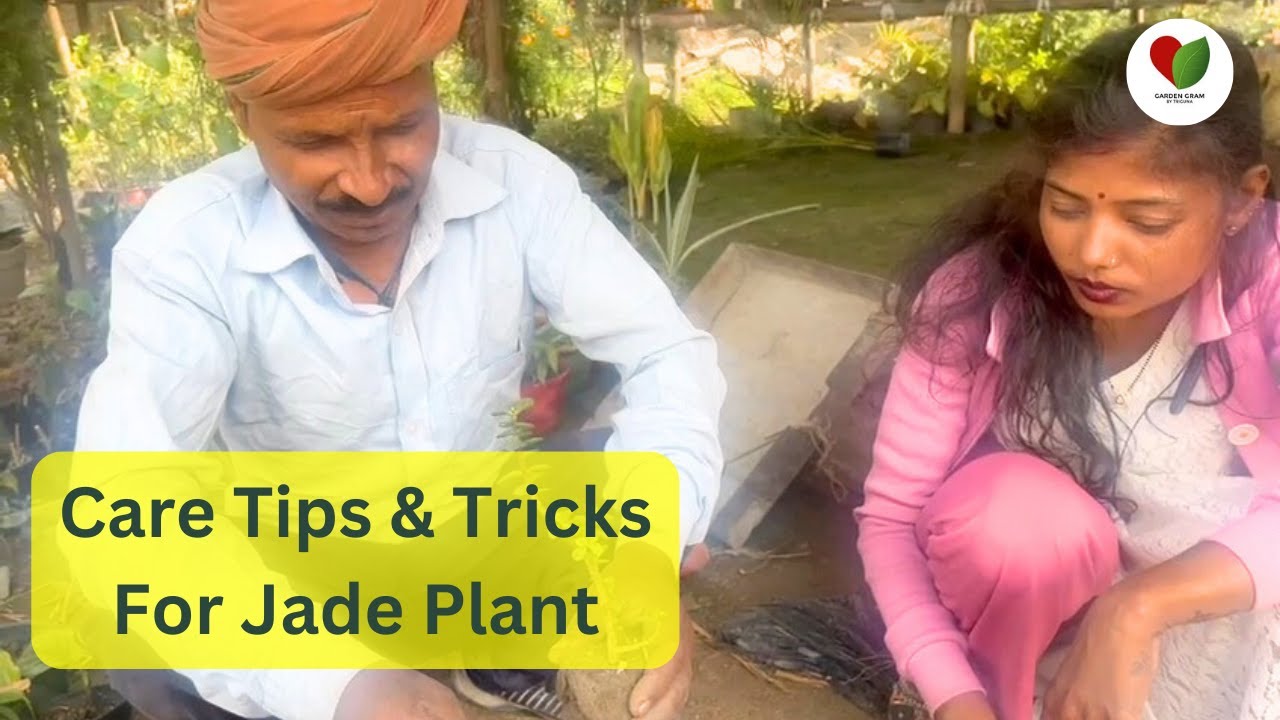 Gardengram: Jade Plant Care Tips ft. Mali Kaka - YouTube
