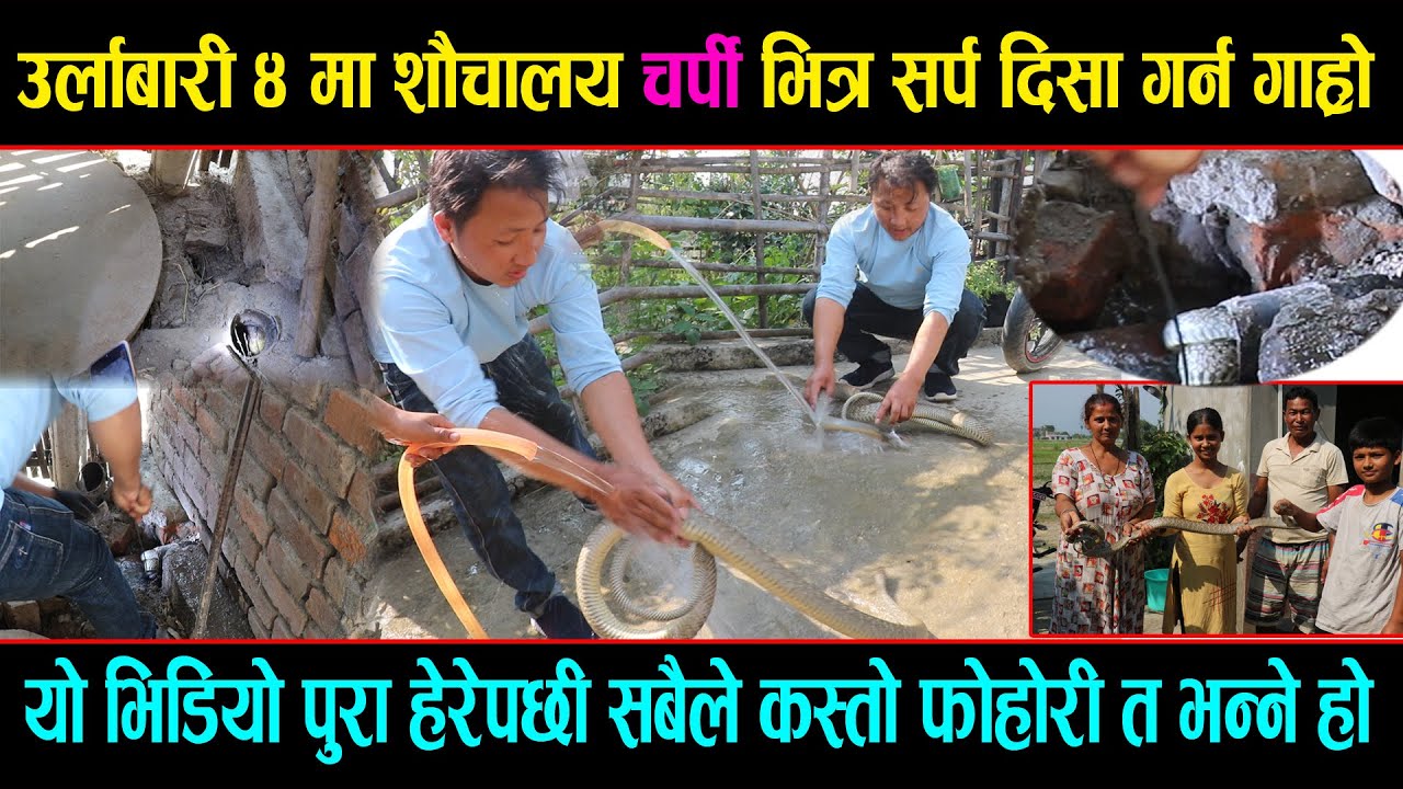 Rescue the Rat snake inside the toilet Rescue By Dev Rai || rat snake rescue morang urlabari 4 ...