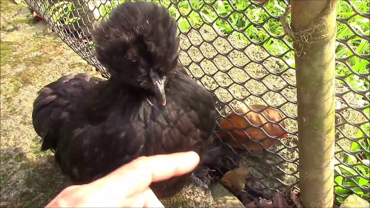 Friendly Mohawk Chicken - YouTube