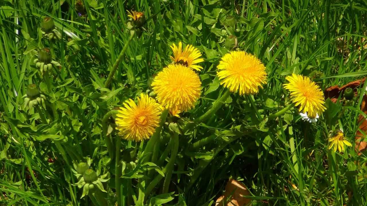 Spring Meditation (Relax Music with Nature Sounds) - YouTube