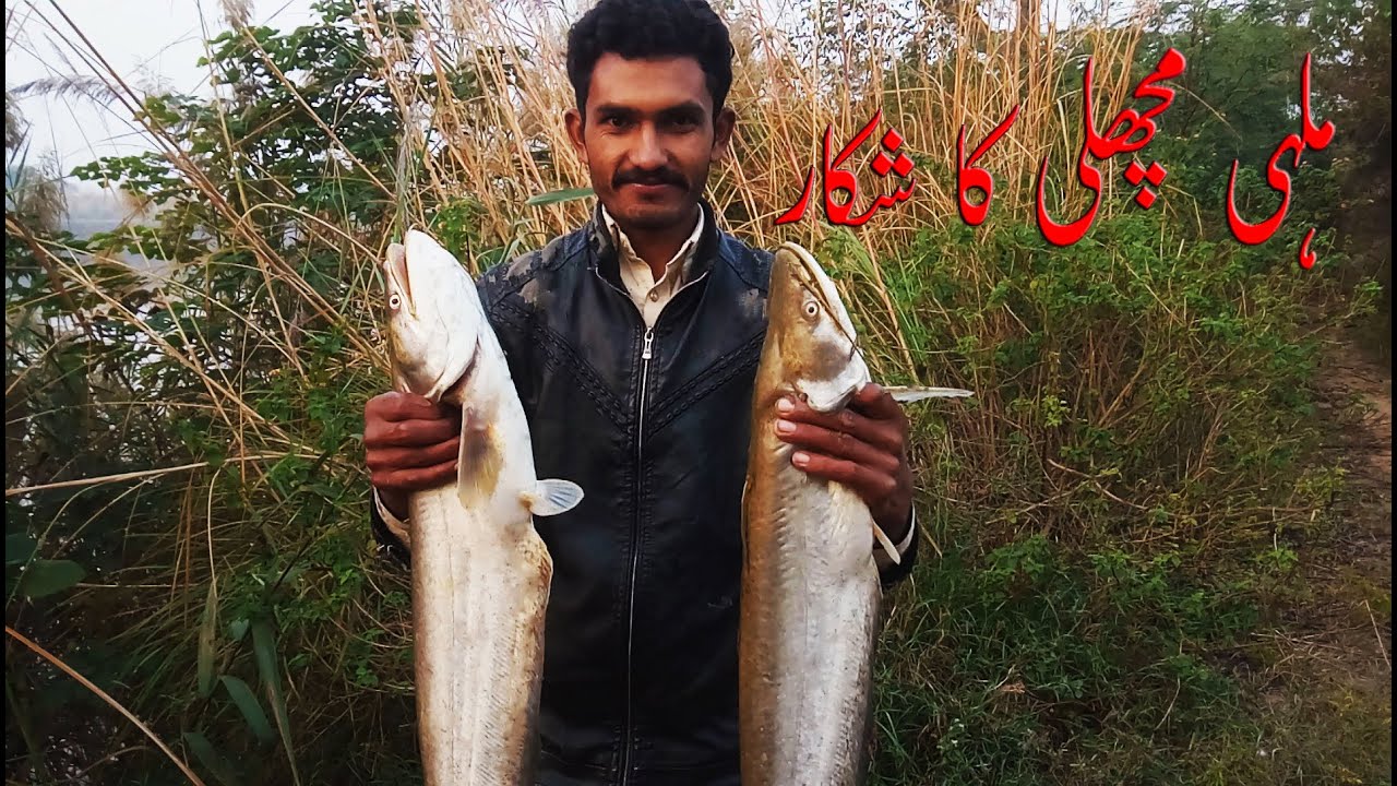 Catfish hunting Videos - Fishing in Pakistan - Latest fish videos - YouTube