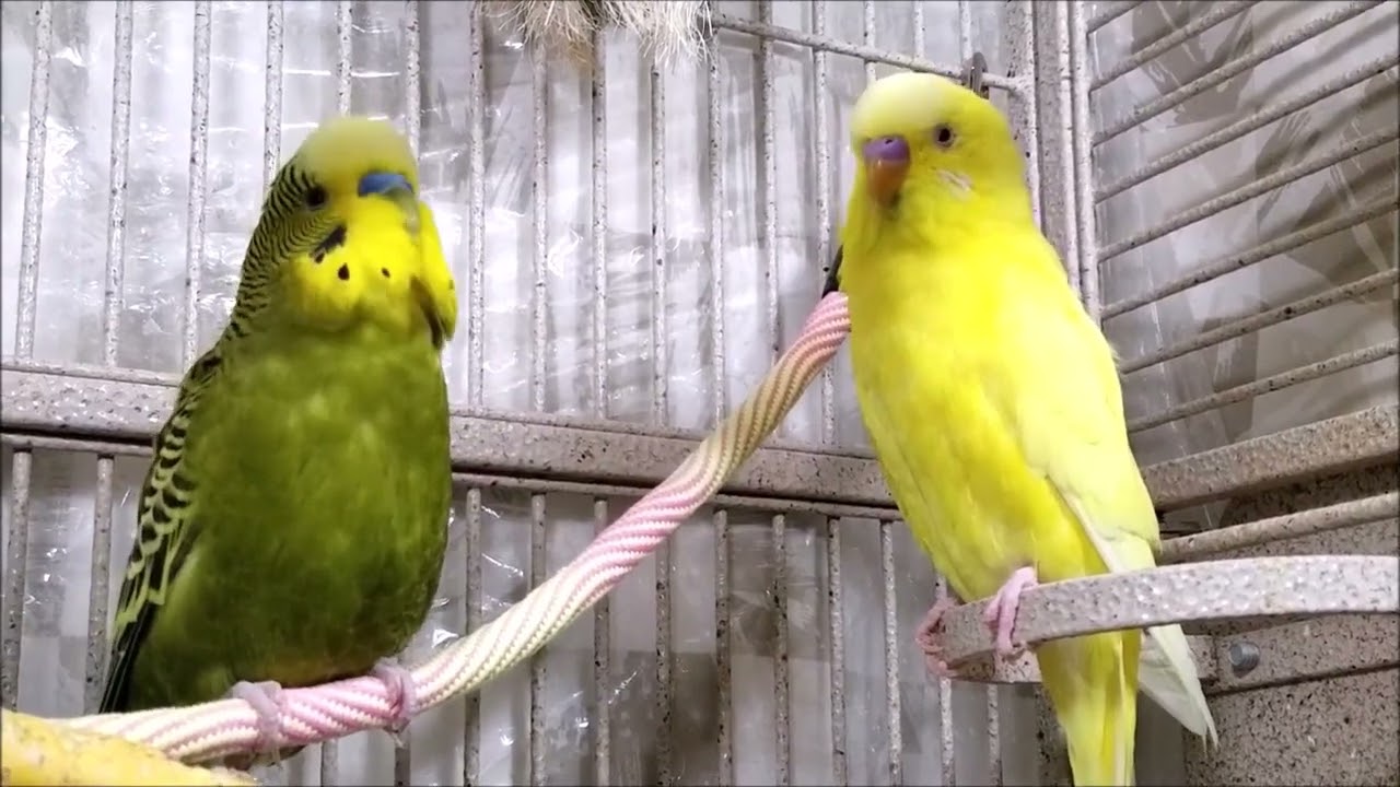 Happy Parakeets Singing, Eating & Chirping, Budgies Chirping - YouTube
