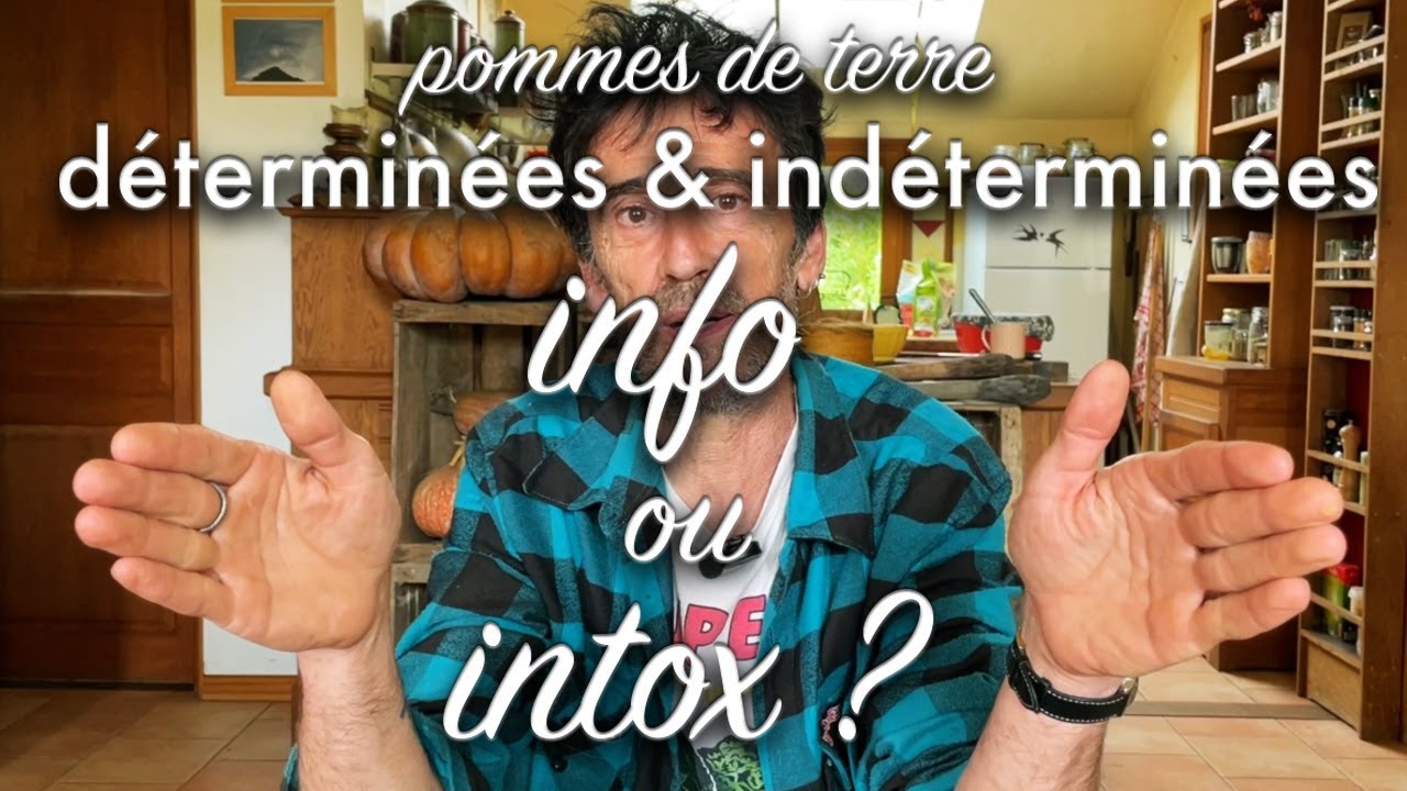 Pommes de terre à port déterminé ou indéterminé : comment les ...