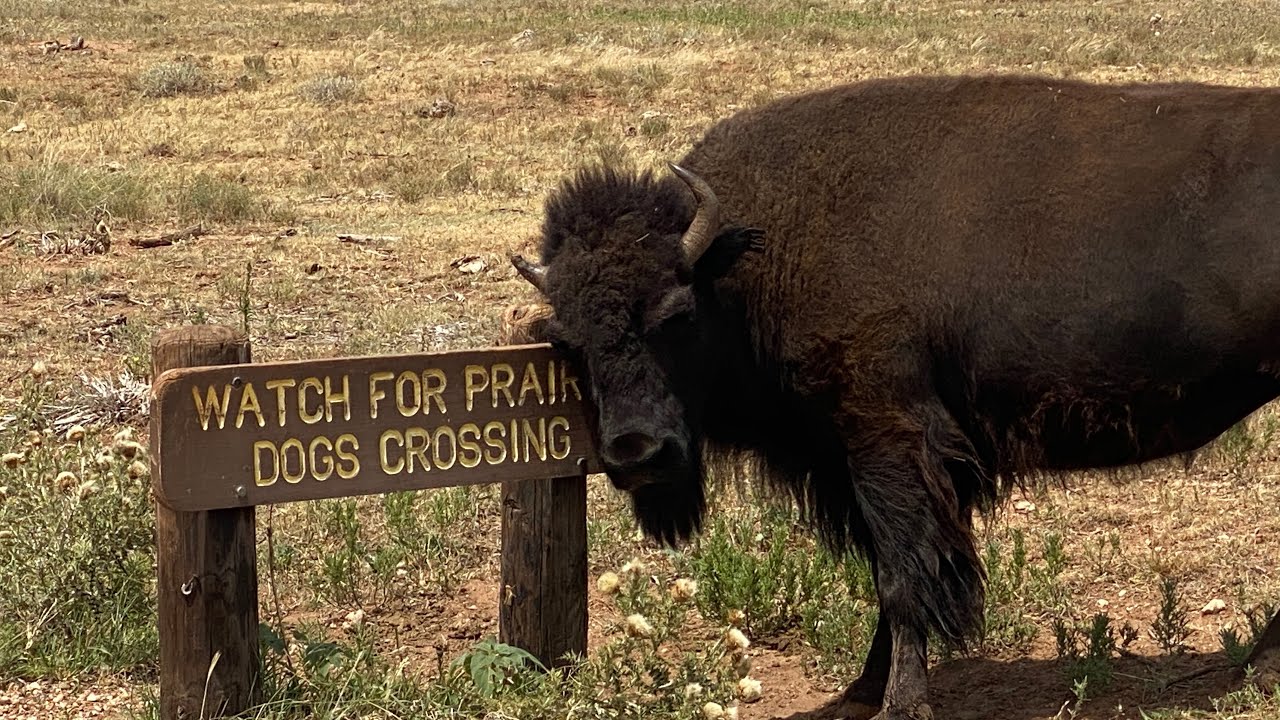 Mesa Loop and Wild Horse Trails, Caprock Canyons State Park - YouTube