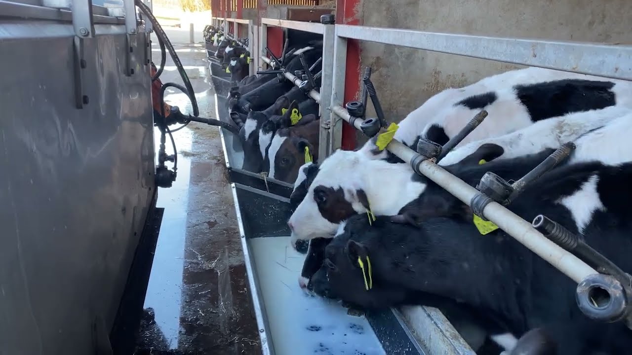Dangerous Cow Farming Hoof Cure Automatic Cow Milking Calf Feeding Cow ...