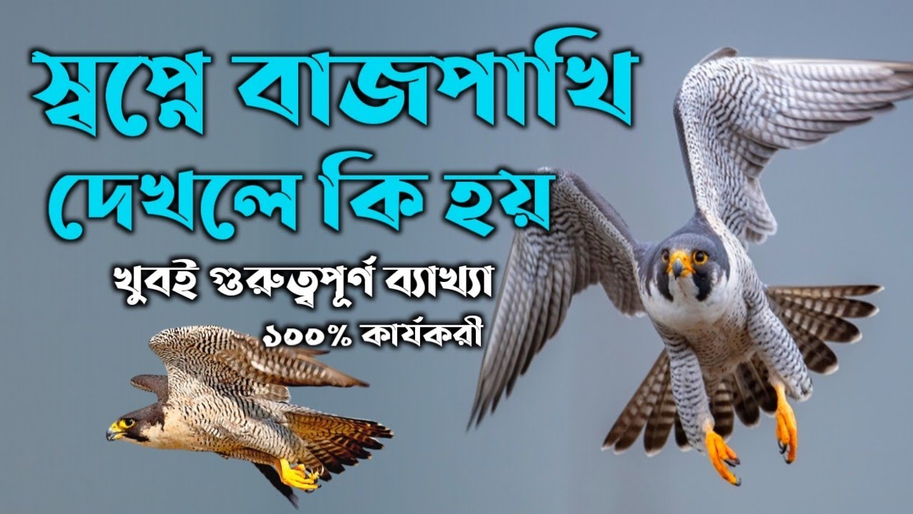 স্বপ্নে বাজপাখি দেখলে কি হয় | dreams explaination of the hawk | shopne ...