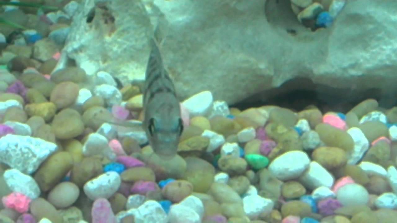 Cichlids, diff fish, unknown fish - YouTube