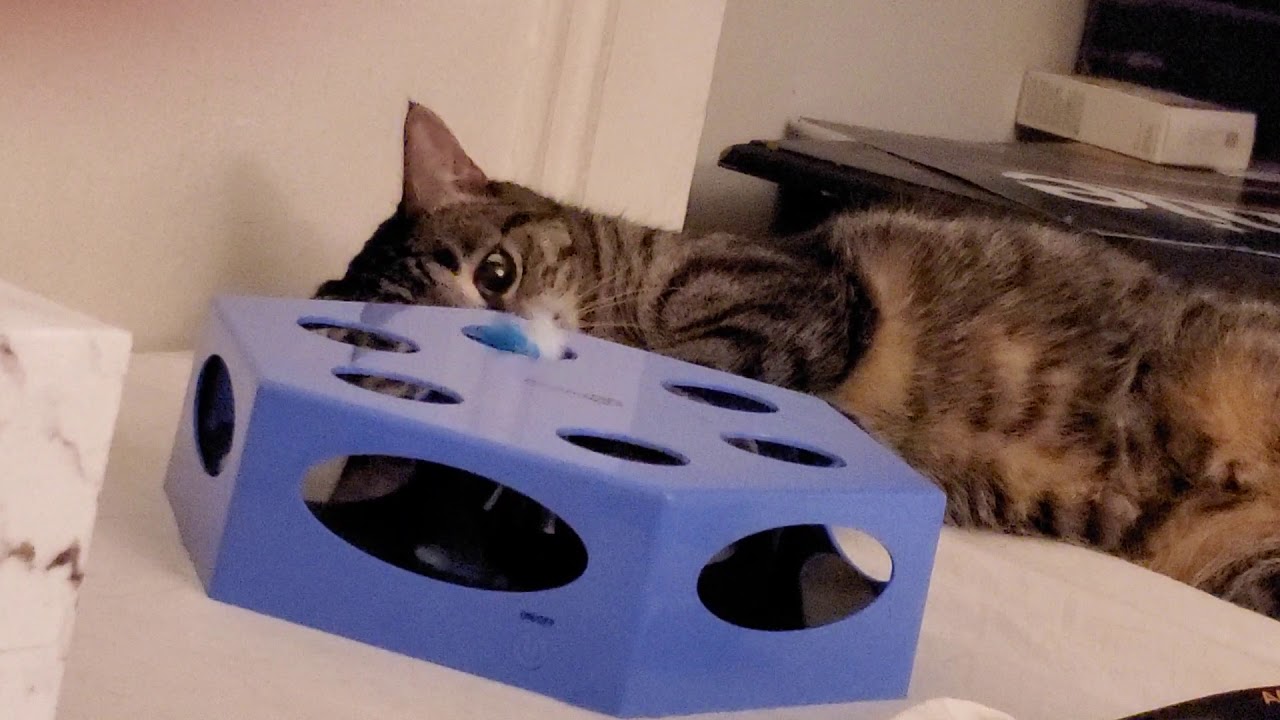 Blixie's New Toy - YouTube