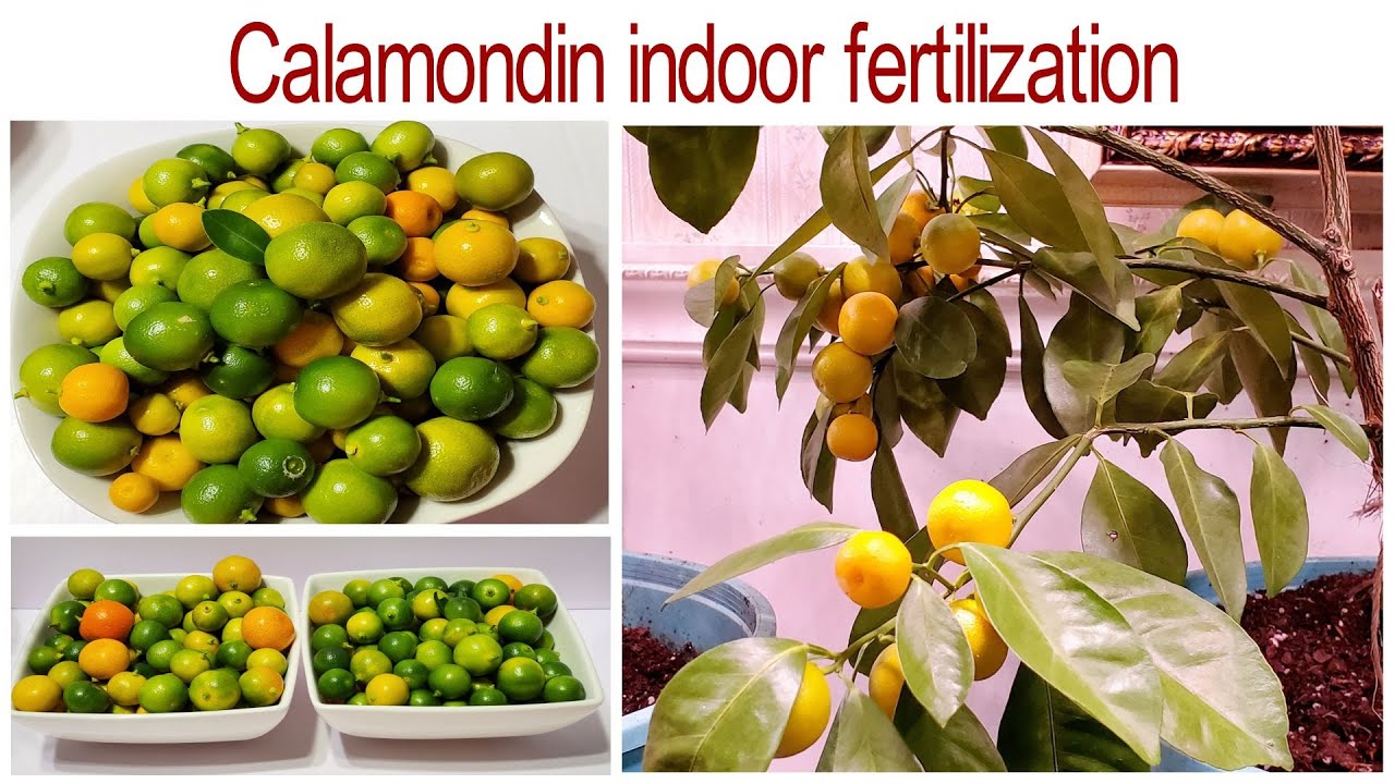 Calamondin/Calamansi winter watering/fertilization indoor in zone 7a ...