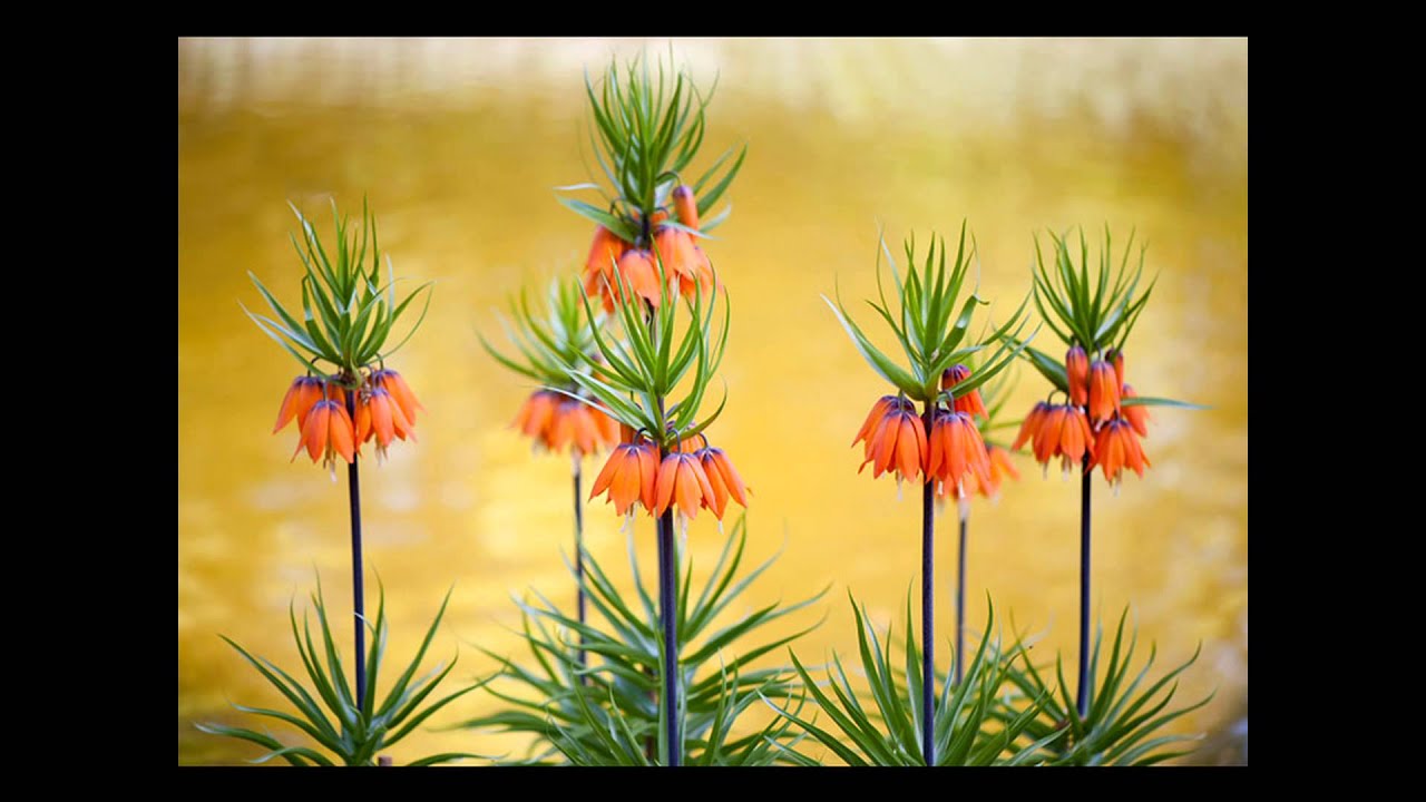 Beautiful flowers slideshow, part one - YouTube