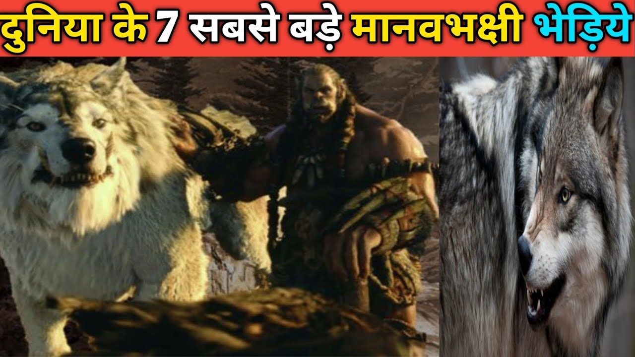 दुनिया के 7 सबसे बड़े मानवभक्षी भेड़िये |World's 7 largest man eating ...