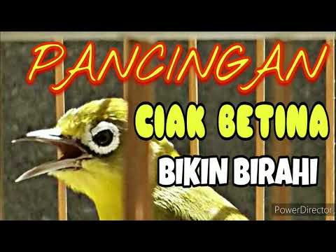 MP3 Ciak betina dobel CIAK bikin birahi ‼️ TV KEDIT