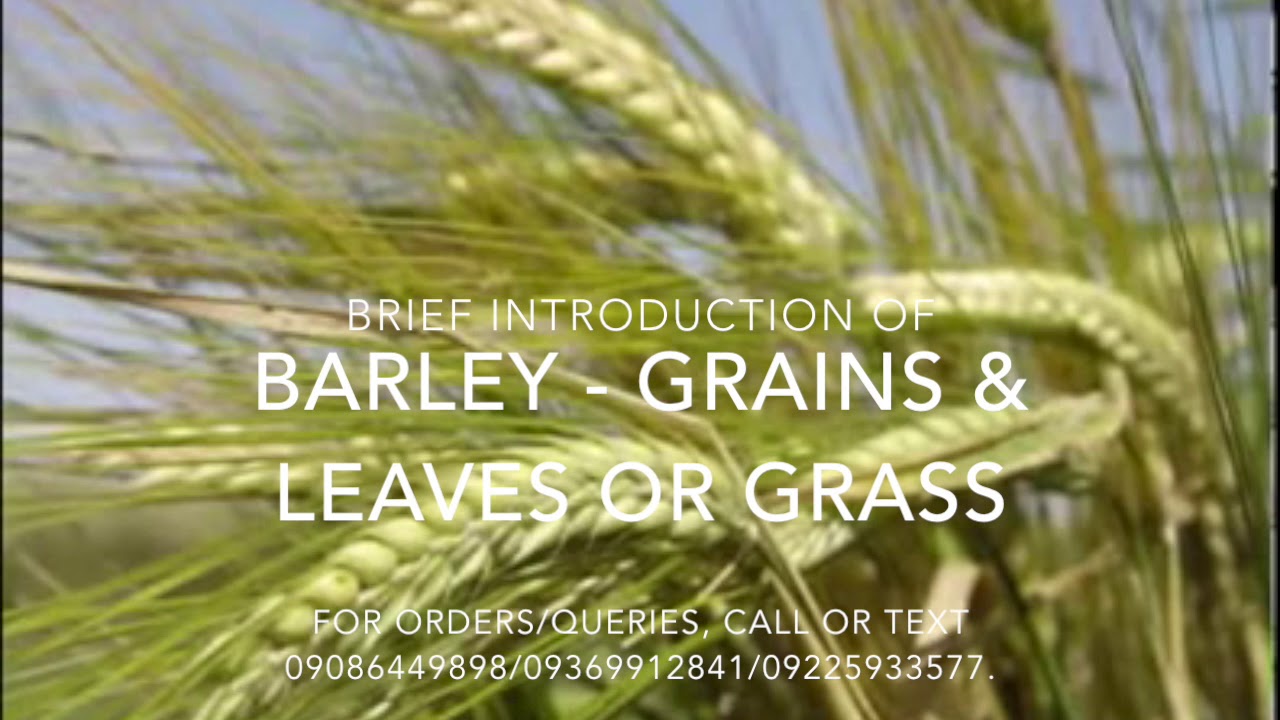 Introduction of Barley Grains, Leaves or Grass - YouTube