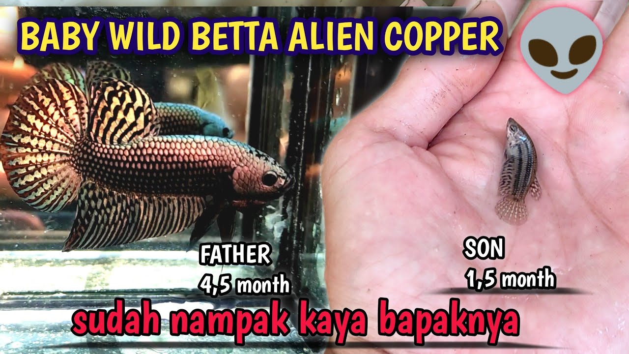 Ikan Cupang Alien | Wild Betta Alien copper | anakan cupag alien copper ...