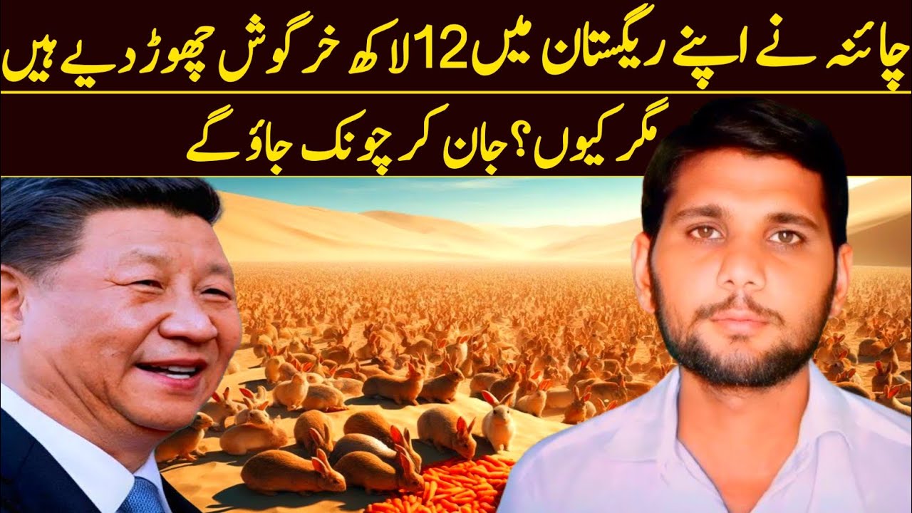 Why Did China Leave 1.2 Million Rabbits In Its Desert | knowledge pulse ...