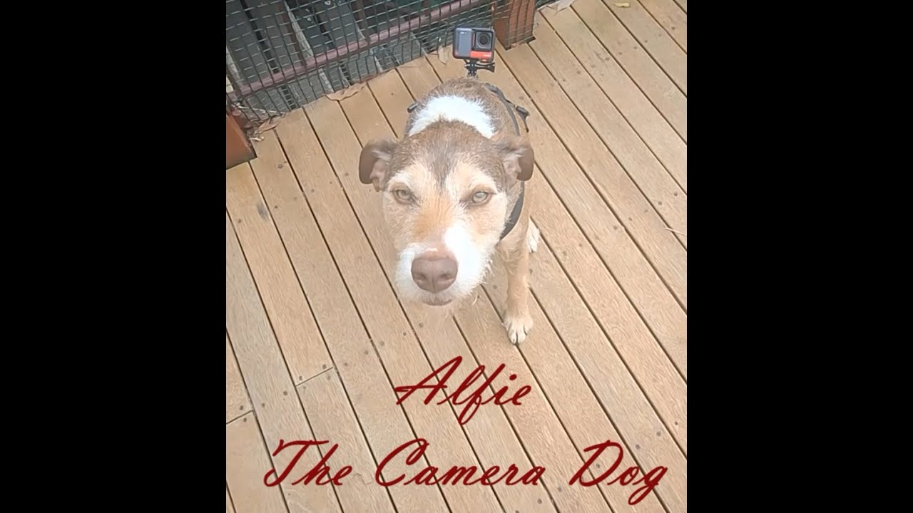Action camera insta360 ONE RS mounted to dog (Alfie). Slow motion ...