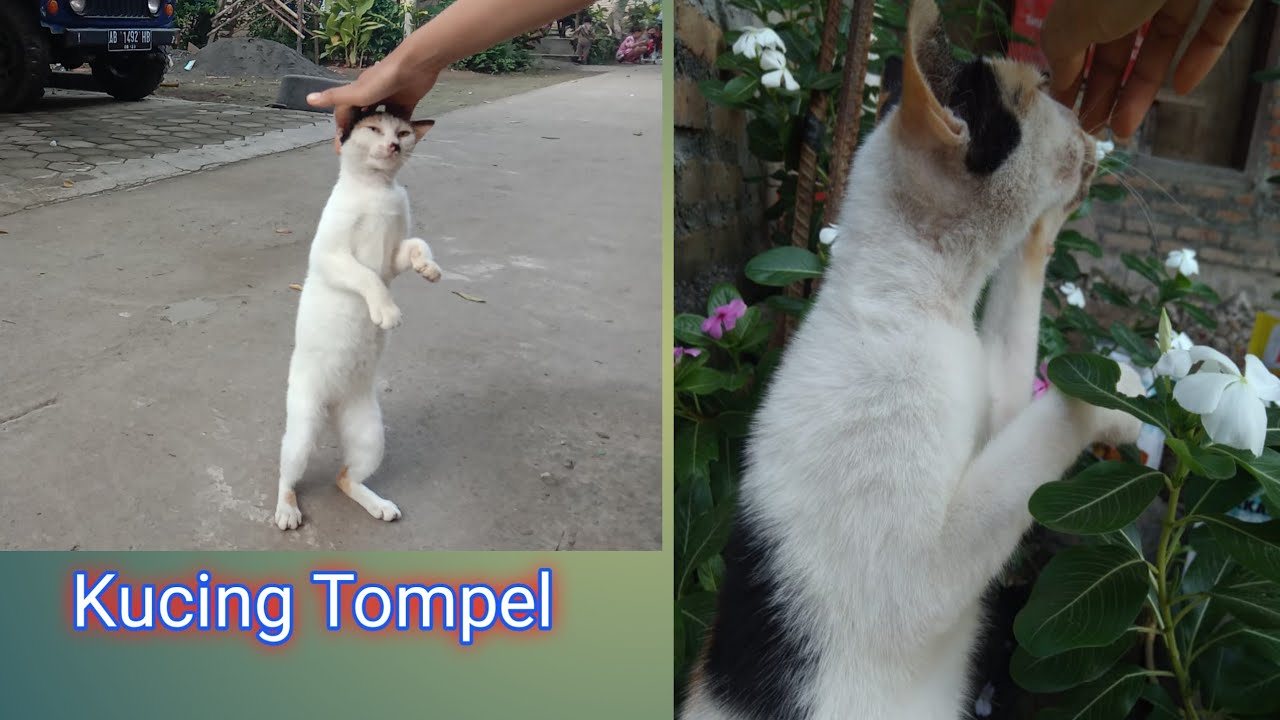 TOMPEL BERDIRI NYAMBUT NYONYA NUR - YouTube