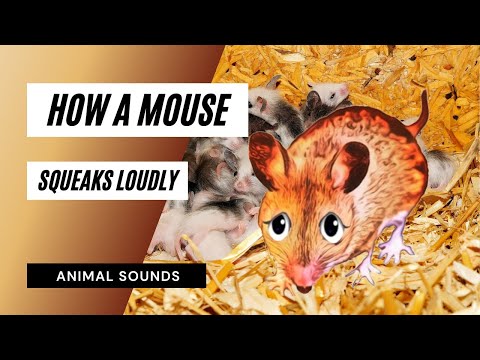 How A Mouse Squeaks / Sound Effect / Animation - YouTube