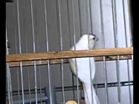 White russian singer canary - YouTube