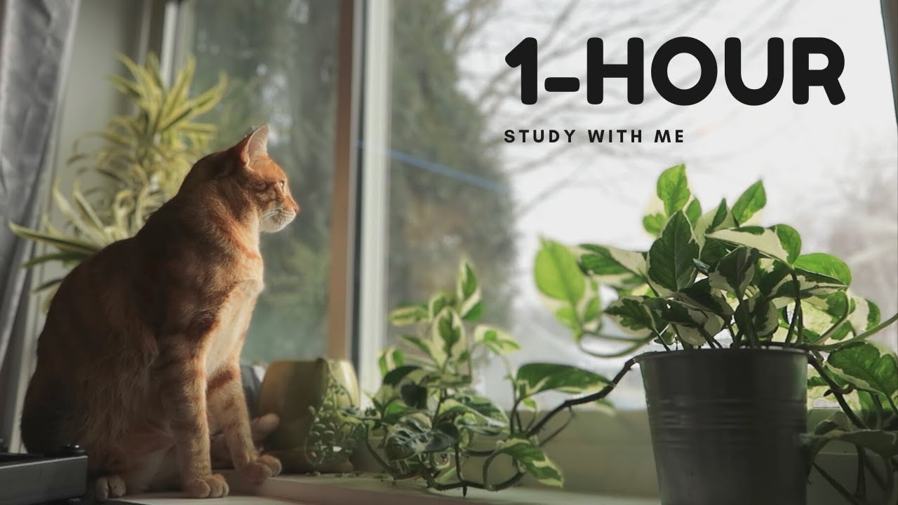 1-Hour Study with Meow | Calm Piano Music | Pomodoro 25-5 | Real Timer ...