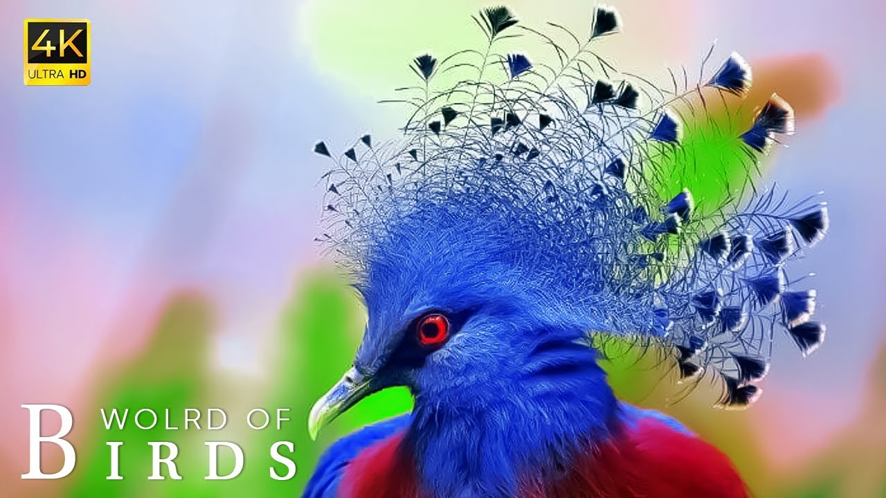 World of BIRDS Video 4K - Explore Birdlife and Relax - Relaxing ...