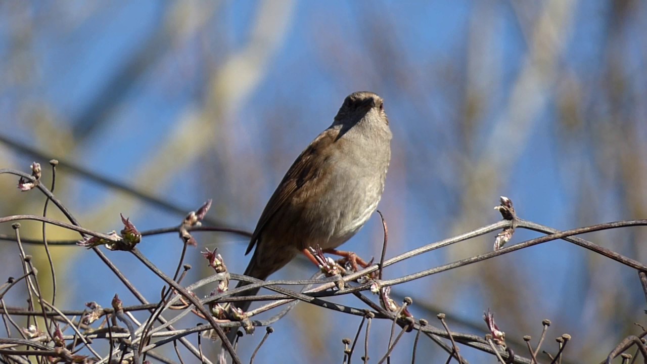 Dunnock Spring Song - YouTube