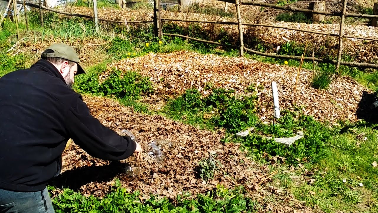 🦋Semi en direct sous bocal et retour d'expérience; plantation de saules ...