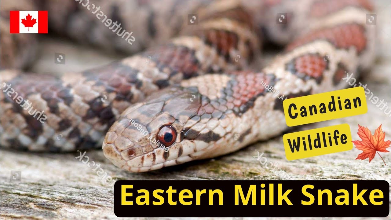 The Eastern Milk Snake: Another Canadian Gem - YouTube