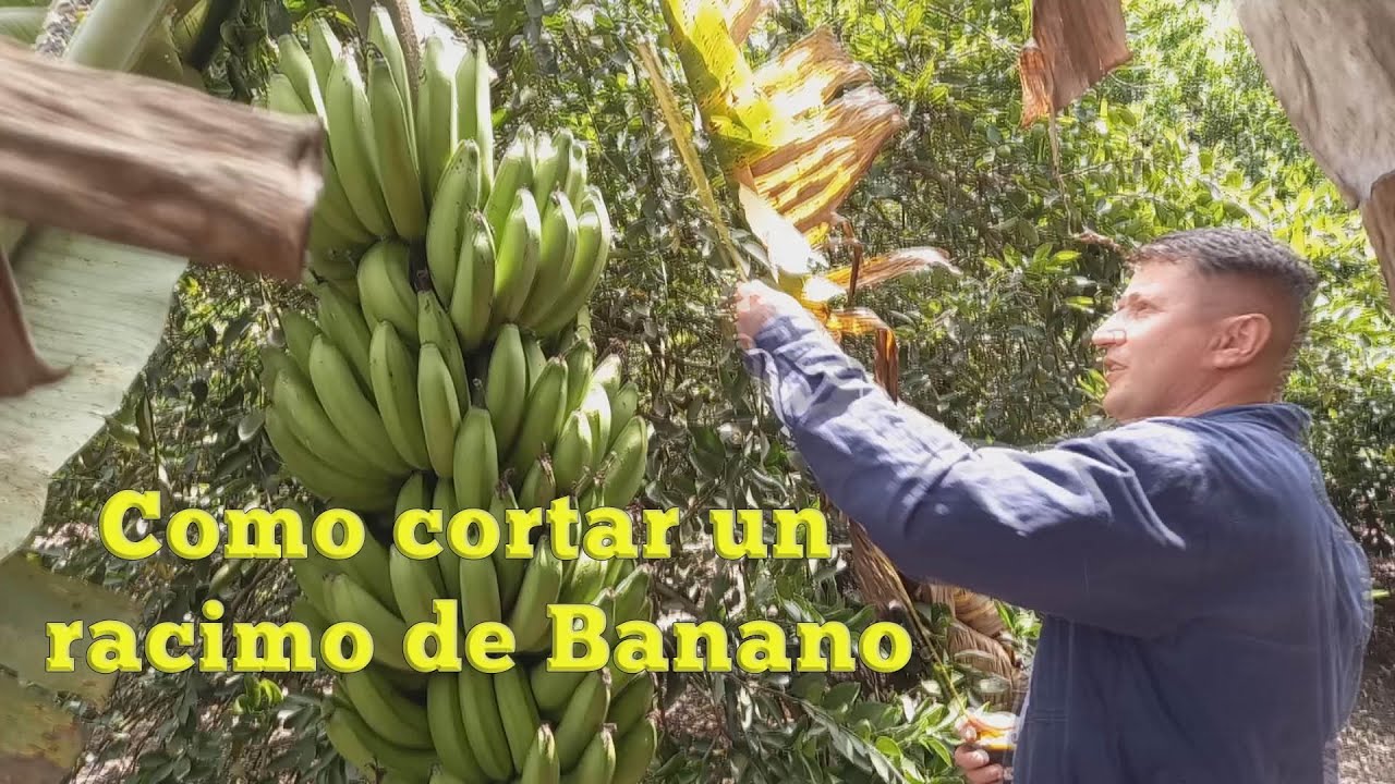BANANO la mejor forma de cortar el racimo sin lastimarlo. 🤠 Einstein ...