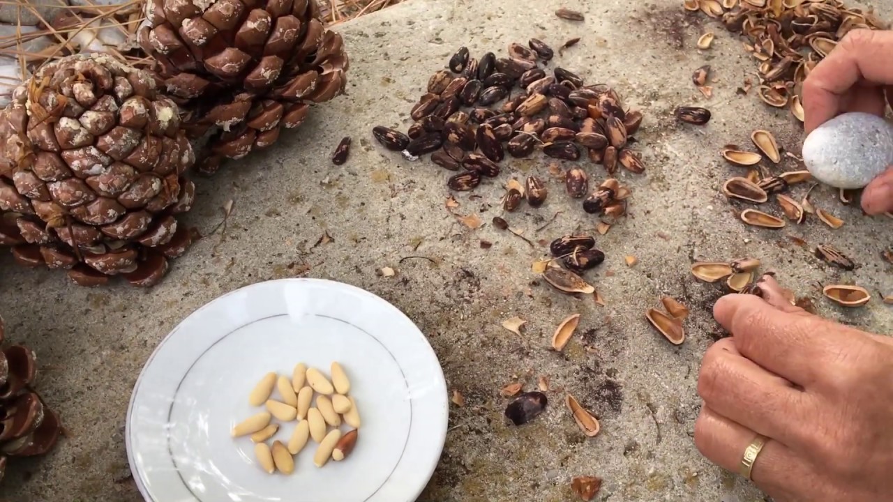 Kozalaktan Çam Fıstığı Çıkarmak-To obtain pine nuts-Pinon - YouTube