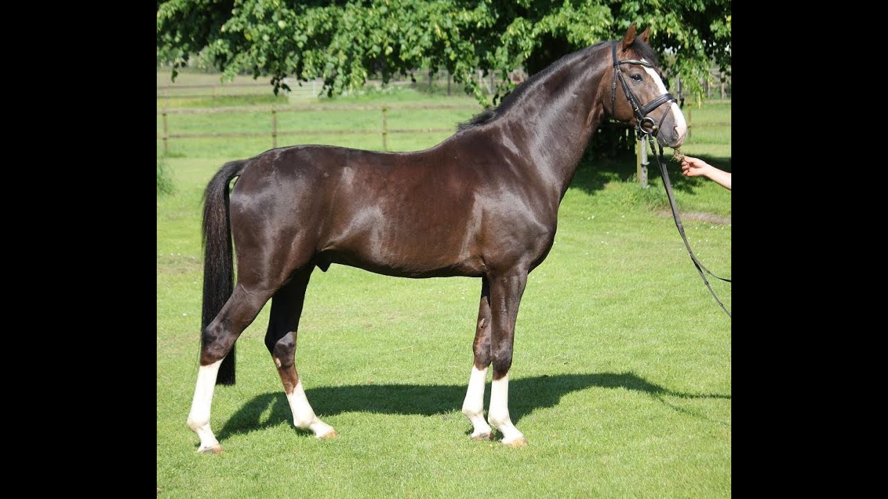 www.sporthorses-online.com 2009 Hanoverian stallion by Sir Donnerhall ...