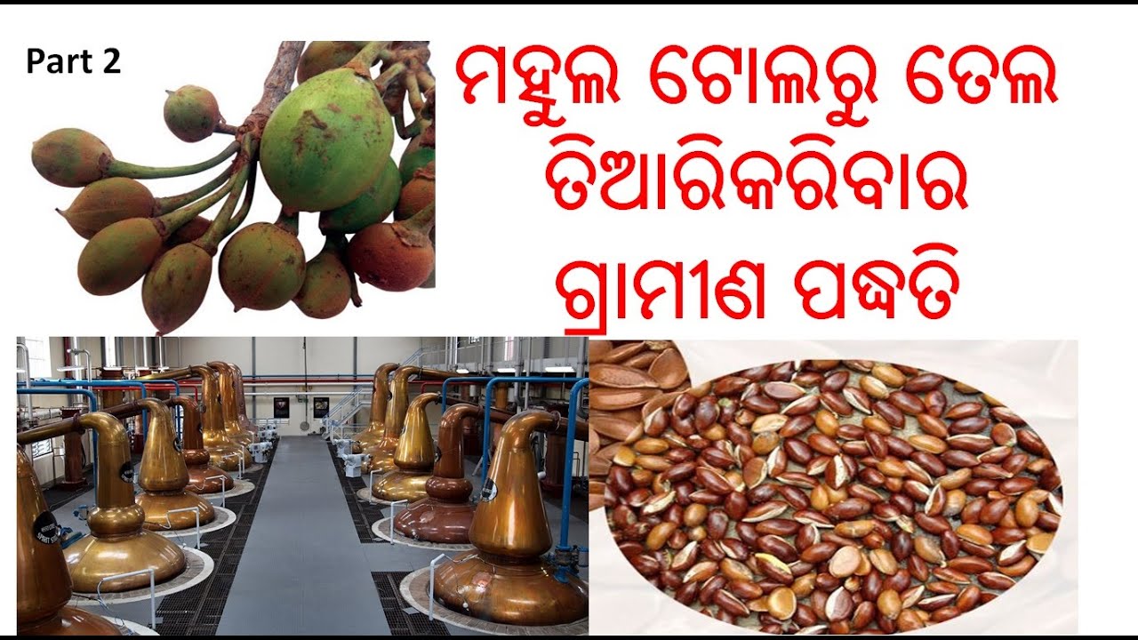 Mahua Oil preparation From seeds of Mahua fruit (Part-2) - YouTube