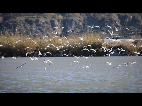 Mileyha 'kuş cenneti' olma yolunda