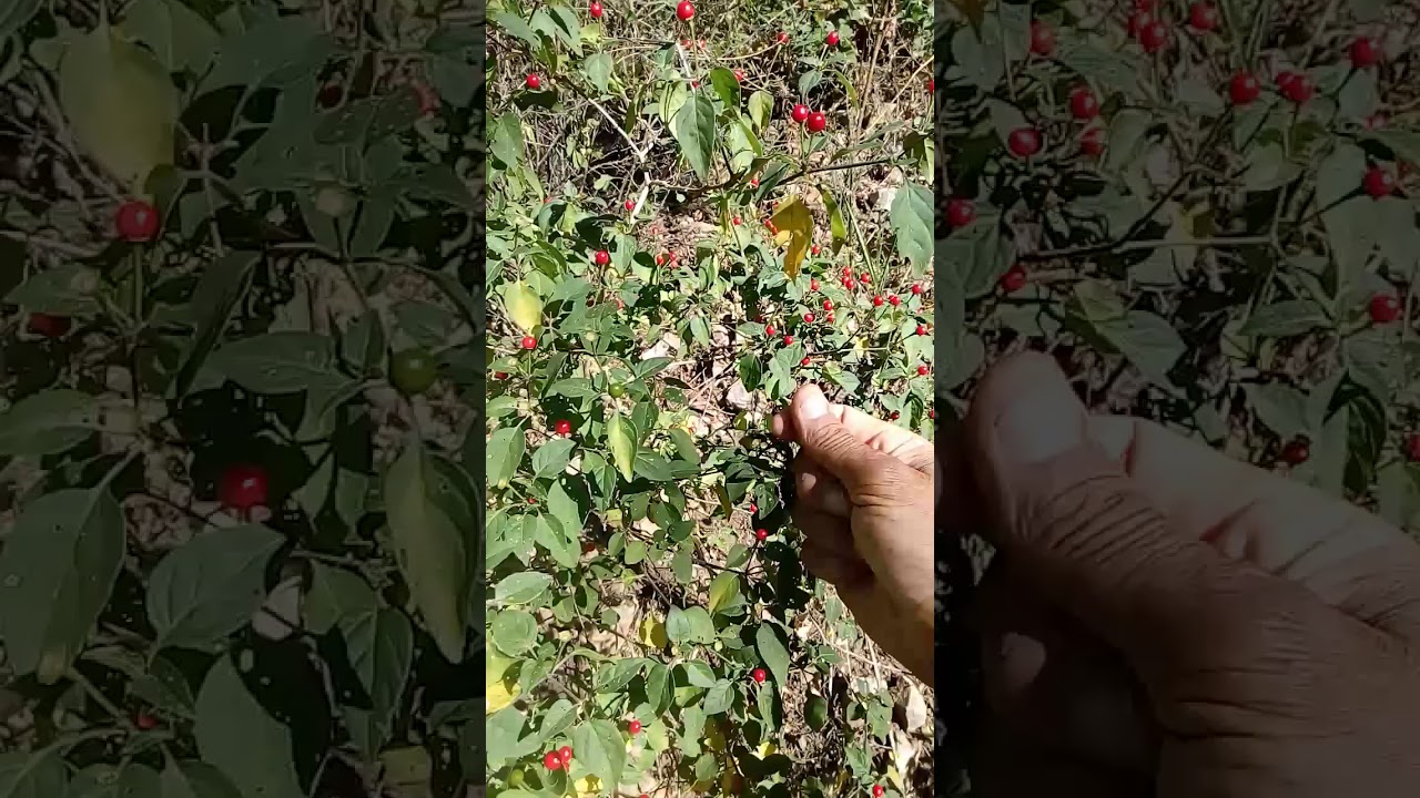 Chiltepin , Asi se recolecta el chiltepin en la Sierra - YouTube