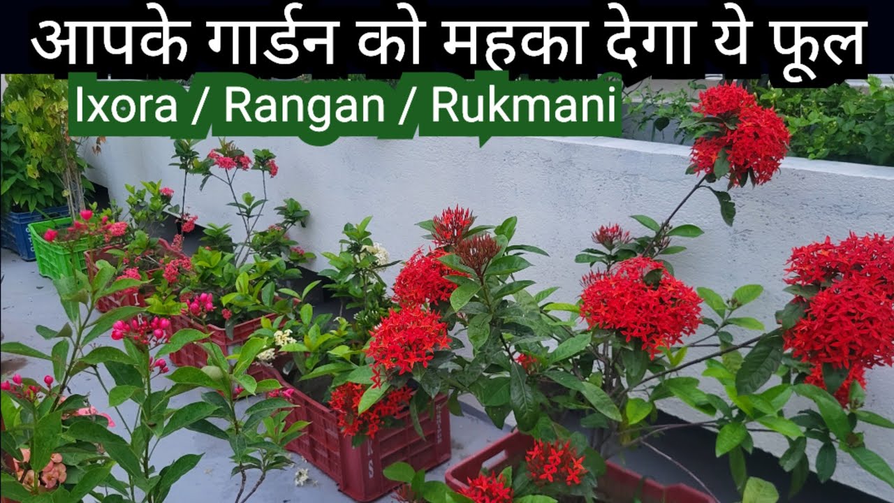 Ixora Rangan Rukmani Flower Care - YouTube