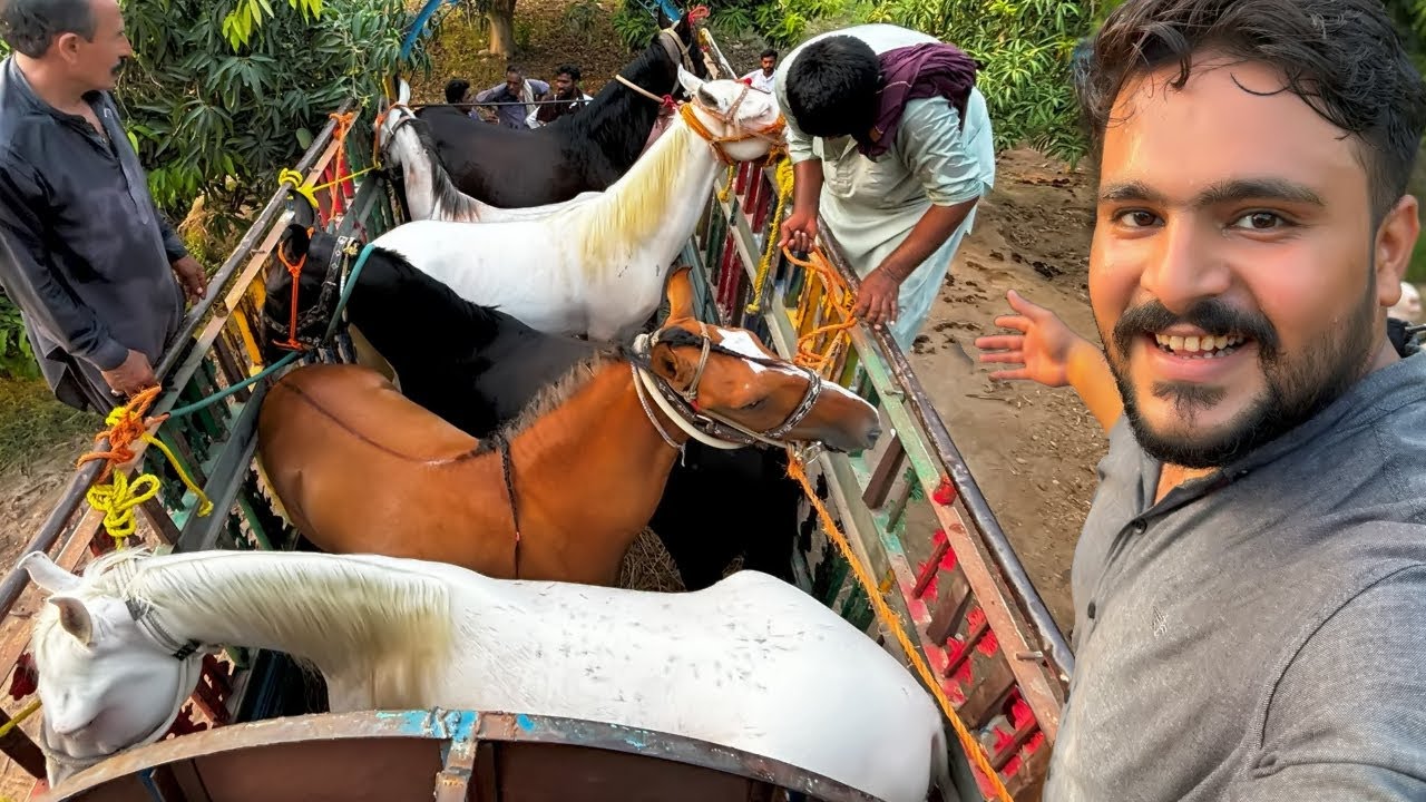 Sub Horses 🐎 ko Out Of City Bhej Diya 😞 - YouTube