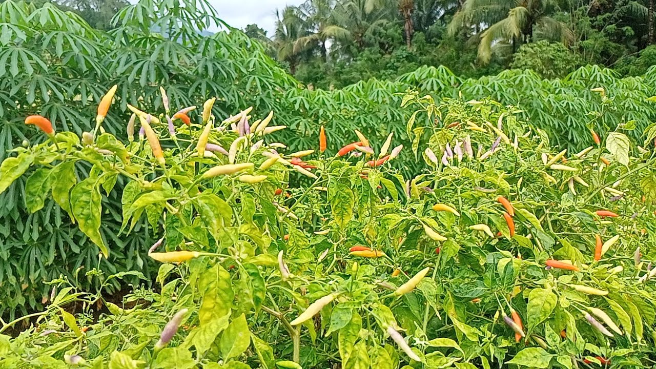 Keadaan Kebun Cabe Rawit, dan Pondok 28 Januari 2024 - YouTube