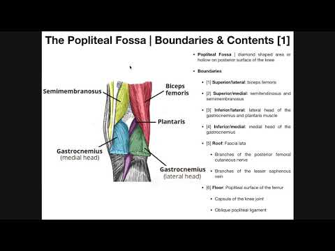 The Popliteal Fossa EXPLAINED | Boundaries & Contents